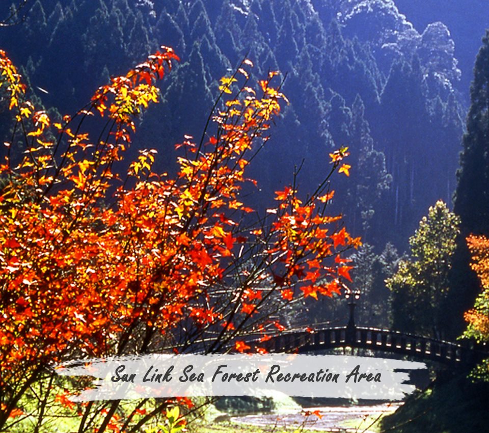 AUTUMN in TAIWAN 12 แหล่งชมใบไม้เปลี่ยนสีที่ไต้หวัน - Ynotfly.com Blog